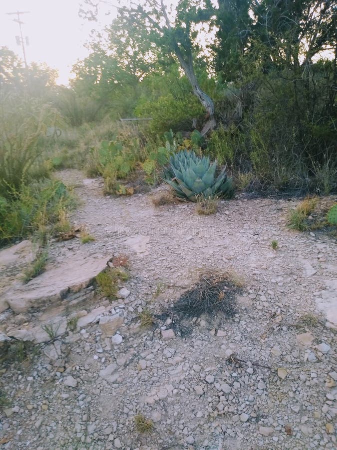 Cacti stock image. Image of cacti, plants, desert, scene - 155976137