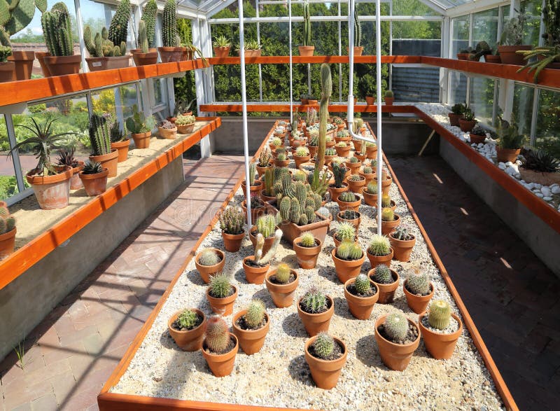 Cacti in the greenhouse. stock photo. Image of green - 73217484