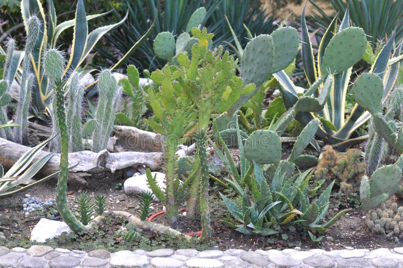 Cacti stock photo. Image of collection, tropics, park - 34195322