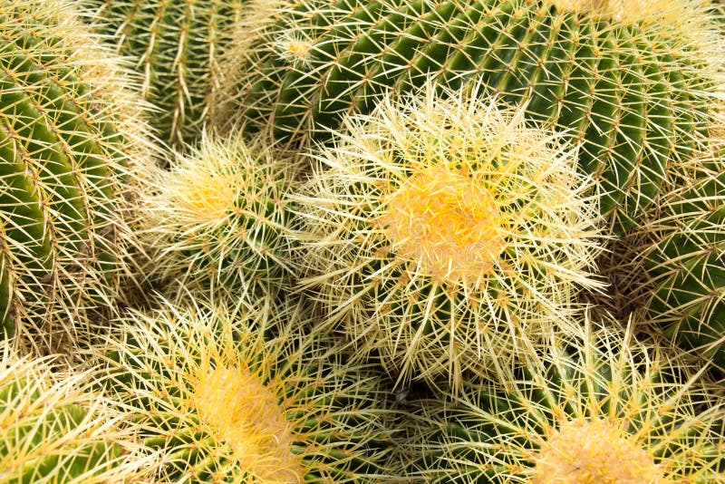 Cacti Growing in the Exotic Garden. the Cactus Garden in Monte C Stock ...