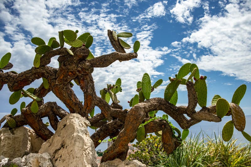 Cacti Growing in the Exotic Garden. the Cactus Garden in Monte Stock ...