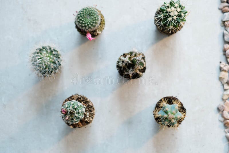 Cacti stock photo. Image of grow, cacti, botanical, green - 91389850