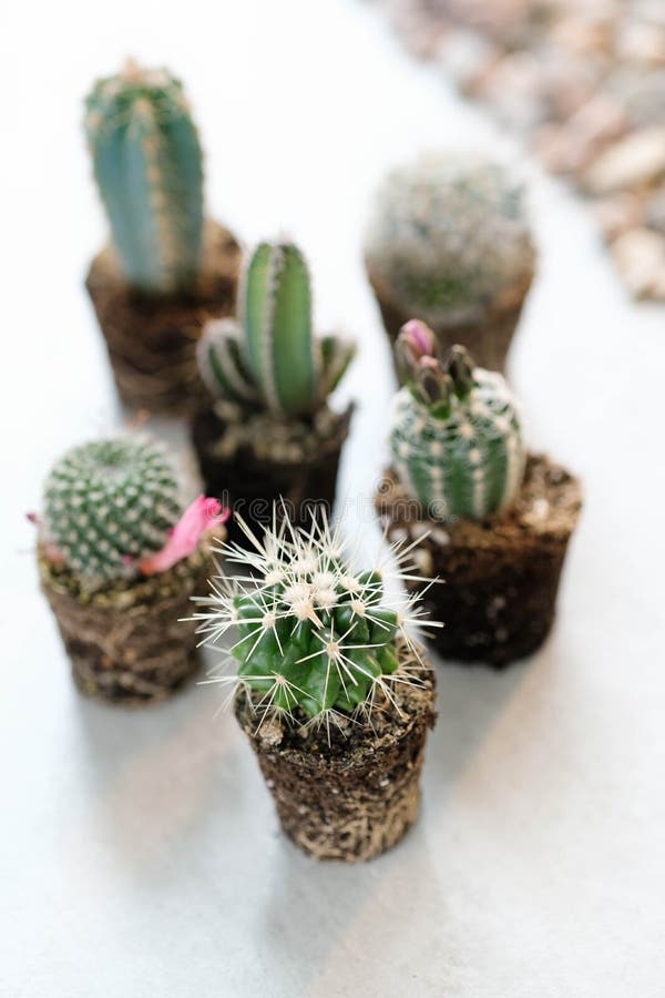 Cacti stock image. Image of rocks, botanic, prickly, flora - 91390029