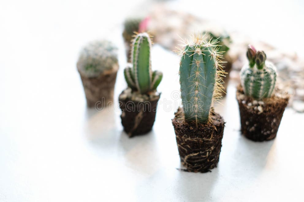 Cacti stock image. Image of rocks, plant, houseplant - 91390039