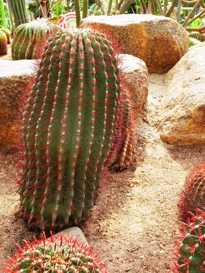 Cacti stock photo. Image of gardem, green, fodder, spiny - 55777124