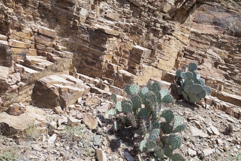 Cacti and Monolithic Rocks stock photo. Image of america - 86478150