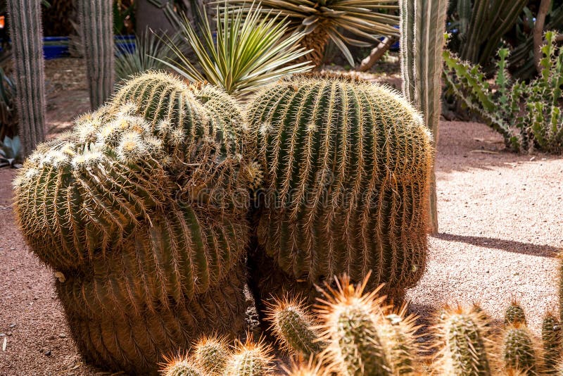 Cacti in the Moroccan Desert Stock Image - Image of natural, botany ...