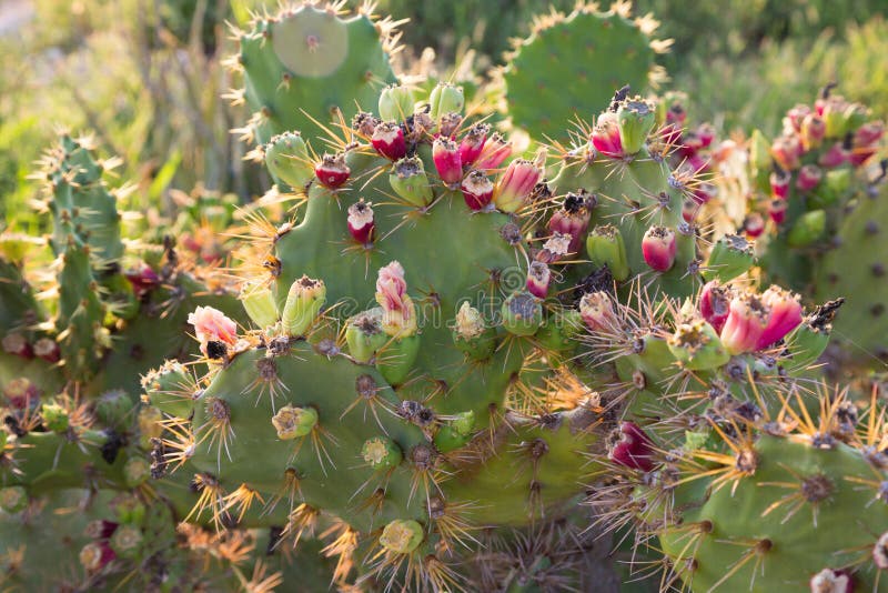 Cactus in the Wild. Different Flowering Cacti Stock Photo - Image of ...