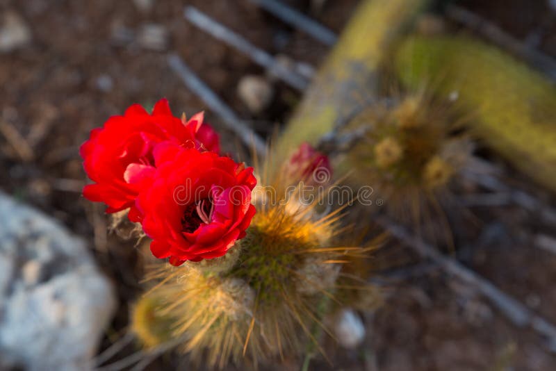 Cactus in the Wild. Different Flowering Cacti Stock Photo - Image of ...