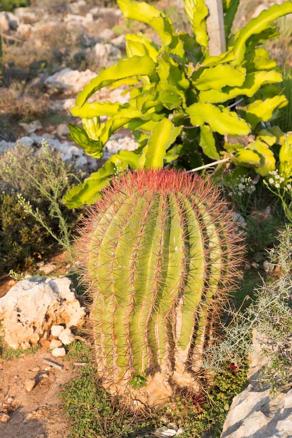 Cactus in the Wild. Different Flowering Cacti Stock Image - Image of ...