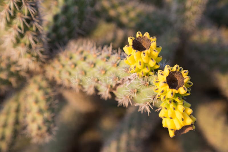 Cactus in the Wild. Different Flowering Cacti Stock Image - Image of ...