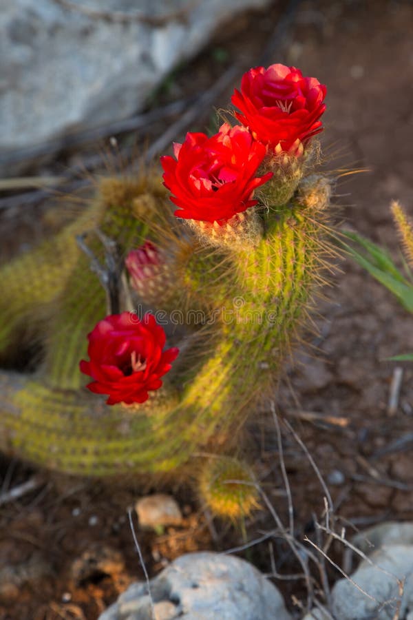 Cactus in the Wild. Different Flowering Cacti Stock Image - Image of ...