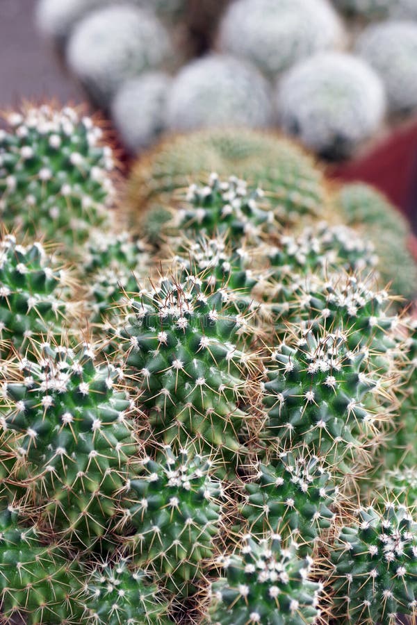 Cactus Texture Background. Natural Pattern of Cactus Leaves. Natural ...