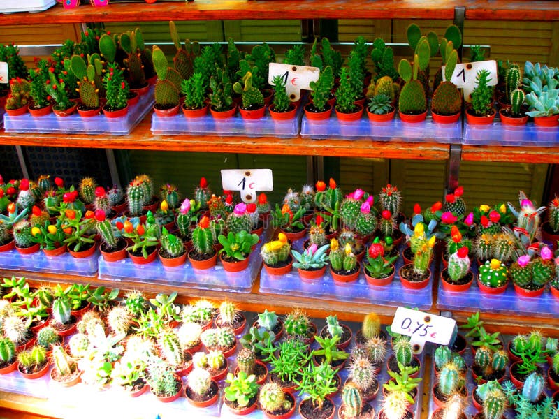 Cacti in pots stock photo. Image of buyers, counter, market - 44635060
