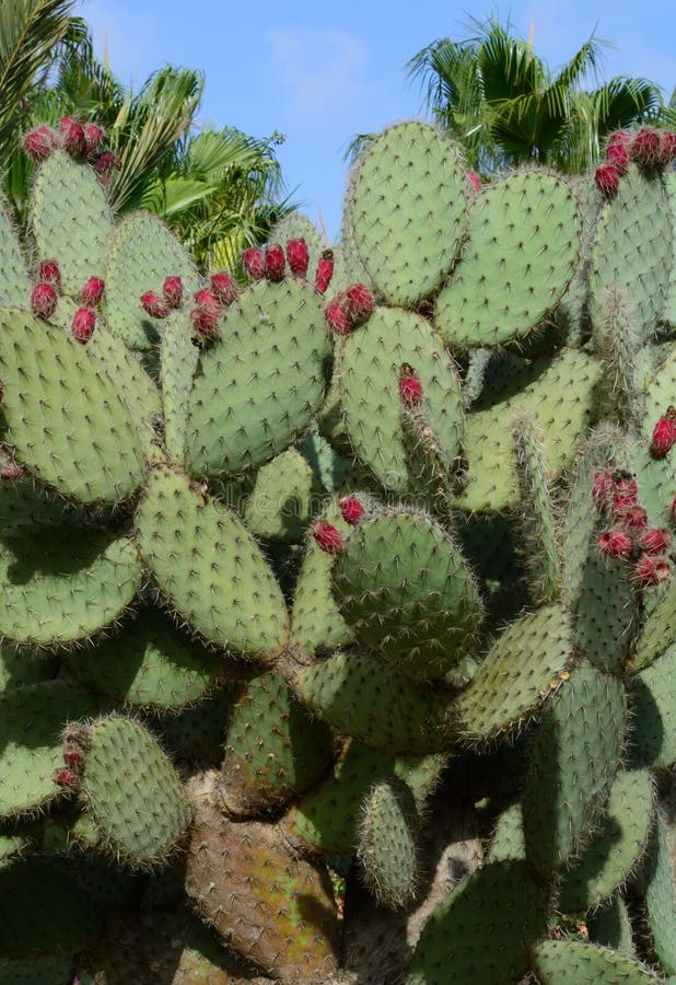 Cacti with red berries stock image. Image of plant, palms - 35493765