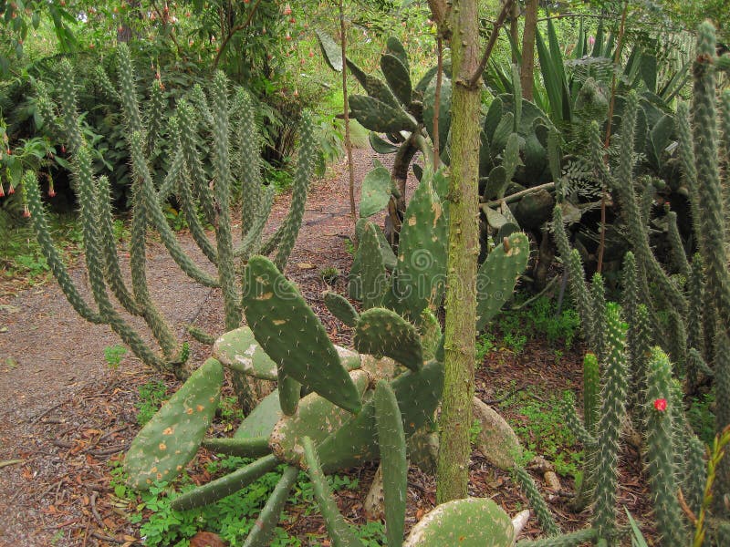 Long Cacti stock image. Image of rock, long, dark, desert - 93043107