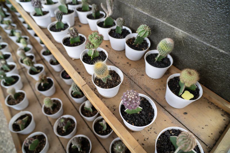 Cacti in Small Pots Lined Up on Display Stock Image - Image of color ...