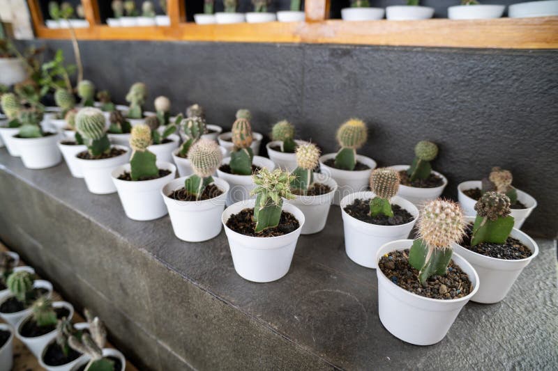 Cacti in Small Pots Lined Up on Display Stock Photo - Image of ...
