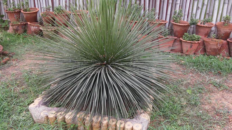 Xenophyte Stock Photos - Free & Royalty-Free Stock Photos from Dreamstime