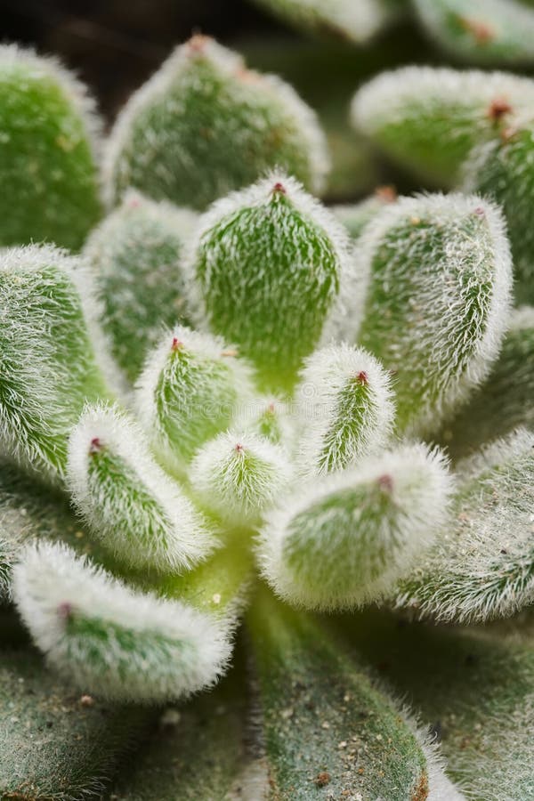 Cacti Spines Macro Shot. Cactus Needles Stock Photo - Image of needles ...