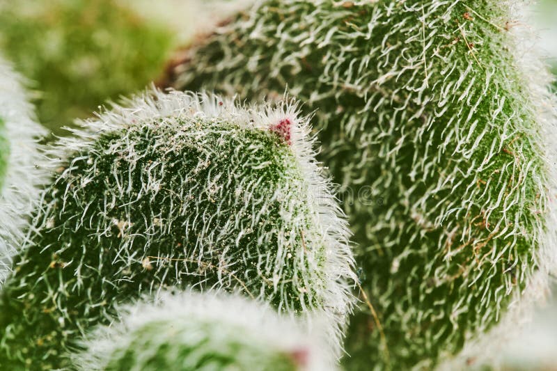 Cacti Spines Macro Shot. Cactus Needles Stock Image - Image of ...