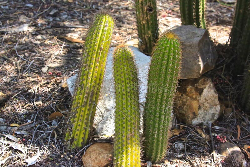 Cacti stock photo. Image of cacti, straight, california - 70108188