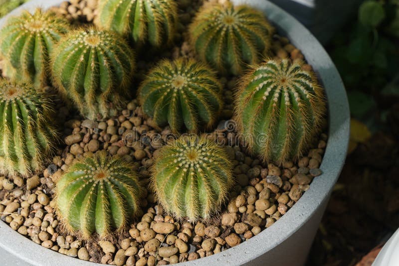 Cacti Succulents in Pots at the Exhibition-sale Stock Photo - Image of ...