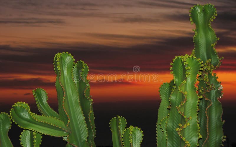 Cacti during sunset stock photo. Image of travel, cactus - 17670228