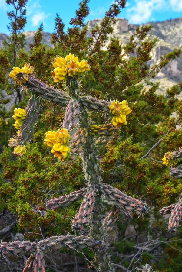 Cacti Tree Cholla Cylindropuntia Imbricata Against the Blue Sky in a ... Cacti Tree Cholla Cylindropuntia Imbricata Against the Blue Sky in a ...