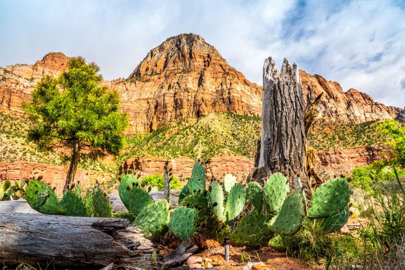 Cacti with the Watchman Mount Backdrop in Zion National Park, Utah ...