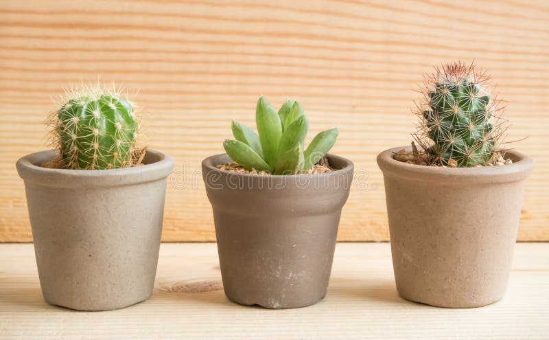 3 Cacti stock image. Image of small, poured, desert, decorate - 59011423