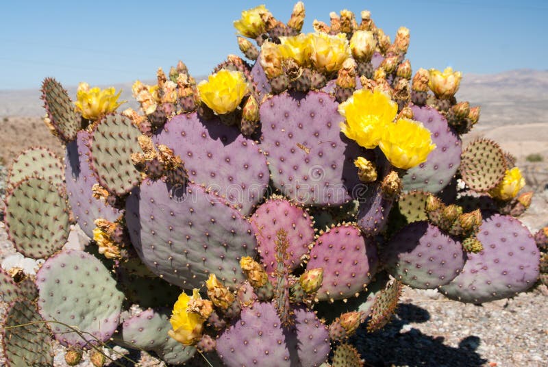Cacti with yellow flowers stock photo. Image of desert - 37069150