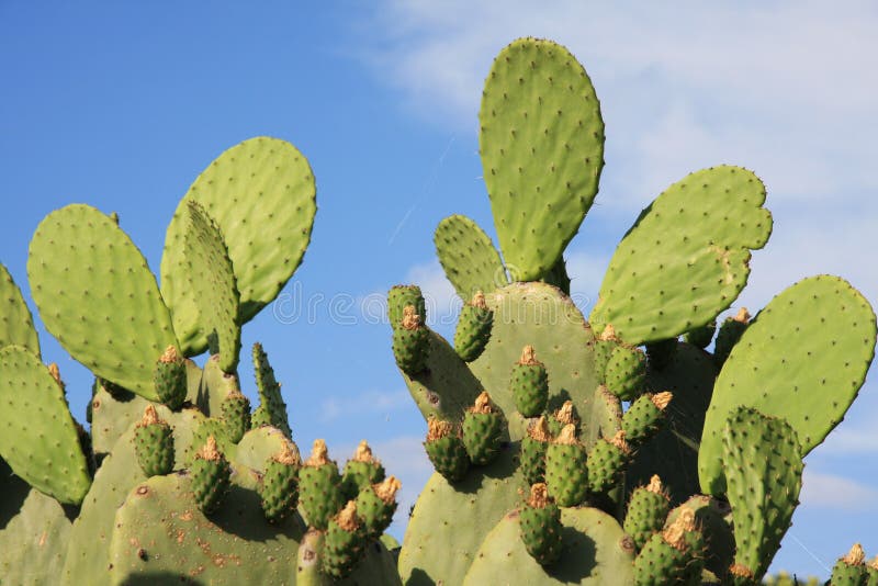 Cacto imagen de archivo. Imagen de pera, cielo, verde - 13106009