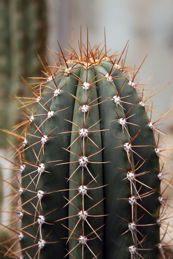 6,054 Cactus Largo Fotos de stock - Fotos libres de regalías de Dreamstime