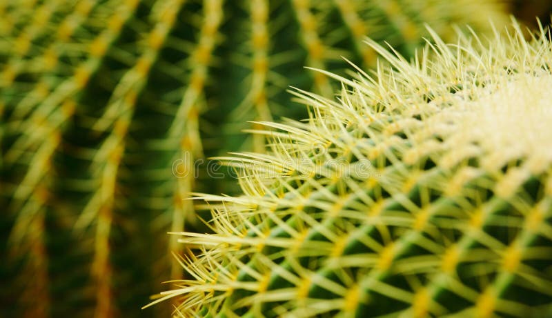 Cacto imagem de stock. Imagem de forma, macro, ouro, areia - 14539153