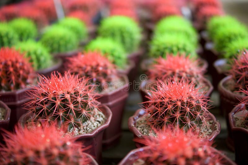 Cacto imagem de stock. Imagem de cercado, pontos, cacto - 18917373