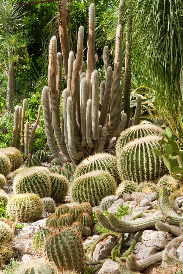 Cacto foto de stock. Imagem de verde, jardim, seco, espinhoso - 21610776