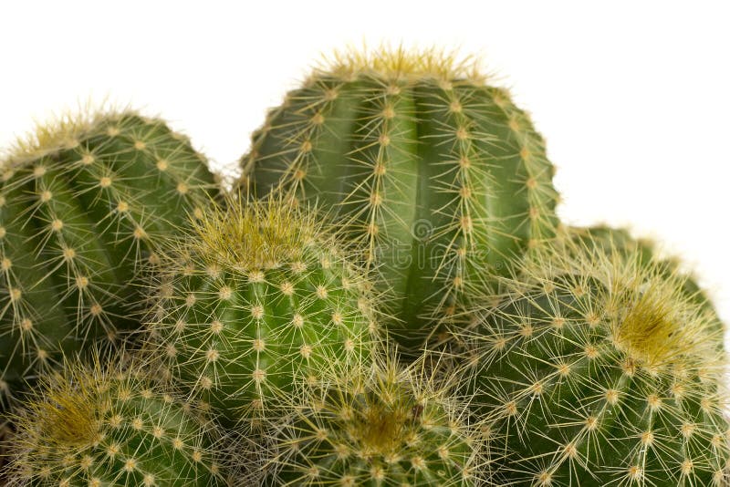 Cacto. foto de stock. Imagem de agulhas, haste, flor - 22740542