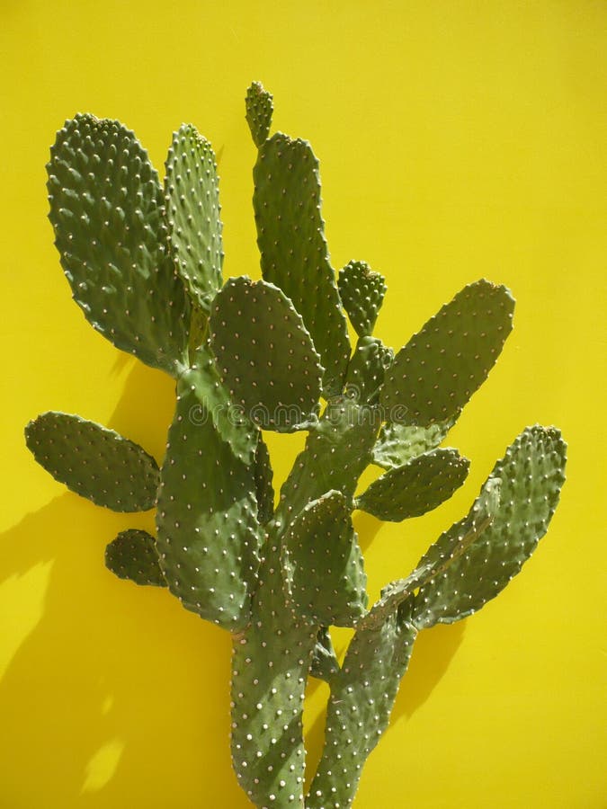 Cacto foto de stock. Imagem de jardim, quente, mediterrâneo - 32569982