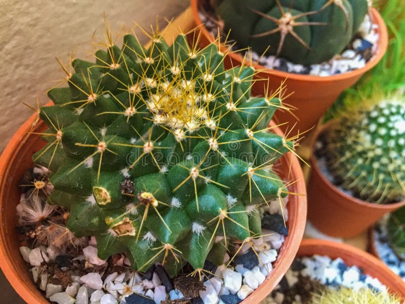 Cacto foto de stock. Imagem de verde, pequeno, quadro - 58991460