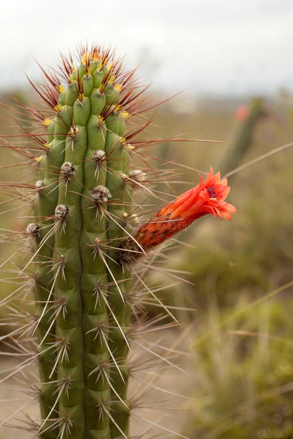 Cactus foto de archivo. Imagen de espinoso, prado, cacto - 9786006