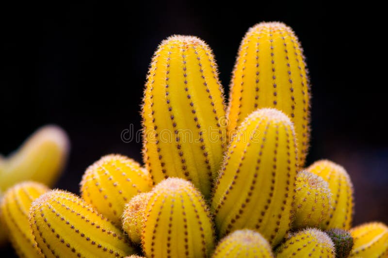 Cacto amarelo imagem de stock. Imagem de nave, verde - 37347957