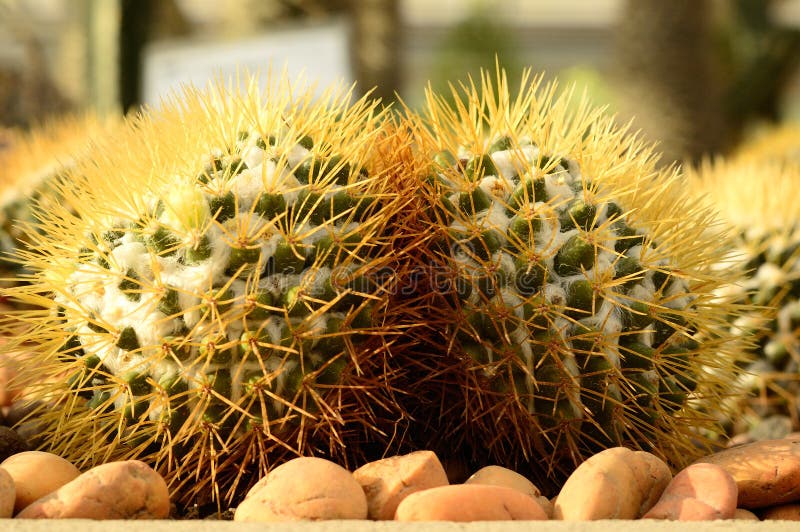 Cactus O Cardo De La Antorcha, Subalpina De Echeveria Imagen de archivo ...