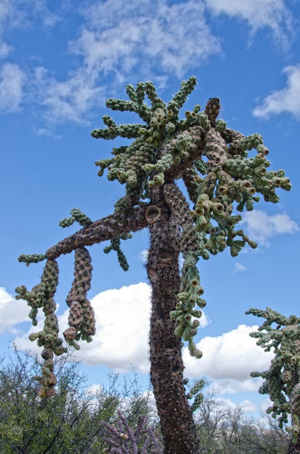 Cacto Chain De Cholla Do Fruto Imagem de Stock - Imagem de monumento ...