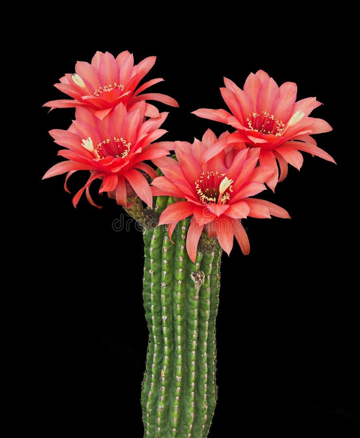 imagens de stock Cacto Com Flores Vermelhas - Baixe 354 Royalty Free