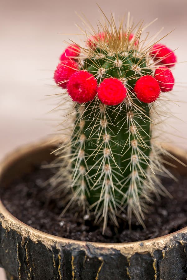 Cacto Com Uma Flor Vermelha Na Mesa Foto de Stock - Imagem de florescer ...
