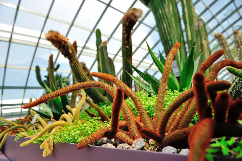 Cacto de la cola de rata foto de archivo. Imagen de seco - 25841276