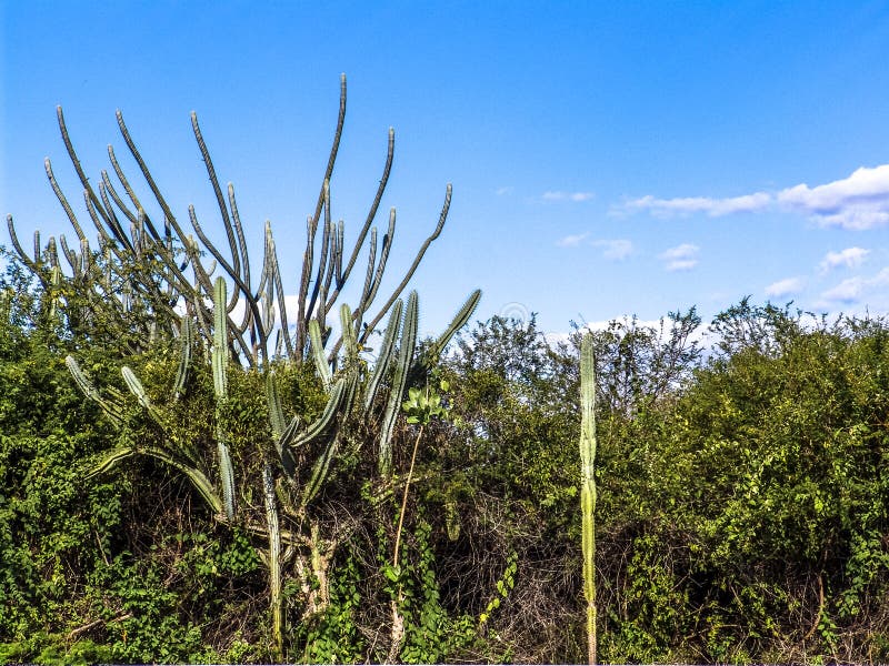 Flor do cacto de Mandacaru imagem de stock. Imagem de flores - 109258695