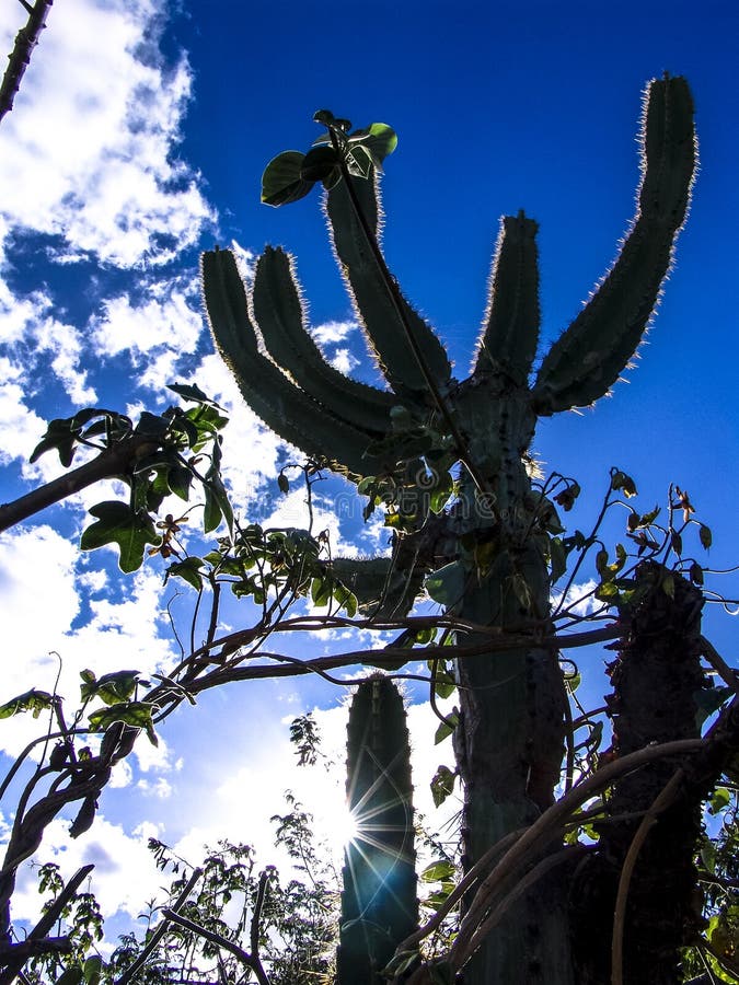 Flor do cacto de Mandacaru imagem de stock. Imagem de flores - 109258695