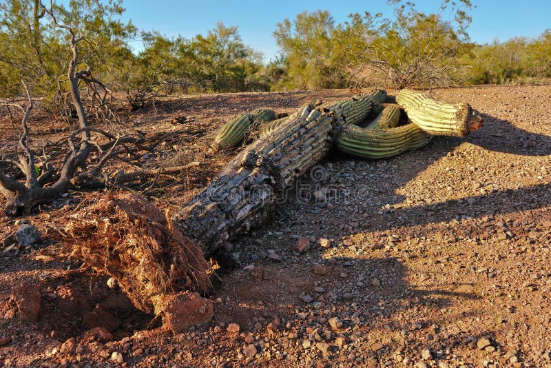 Cactus Saguaro Desarraigado Imagen de archivo - Imagen de desierto ...